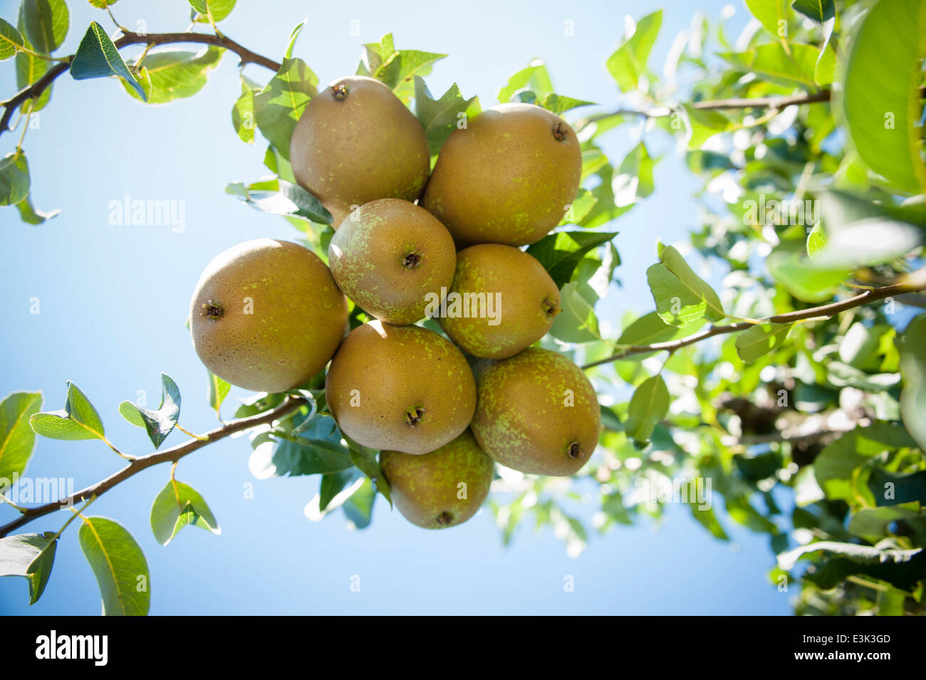 Hanging pears tree hi-res stock photography and images - Alamy