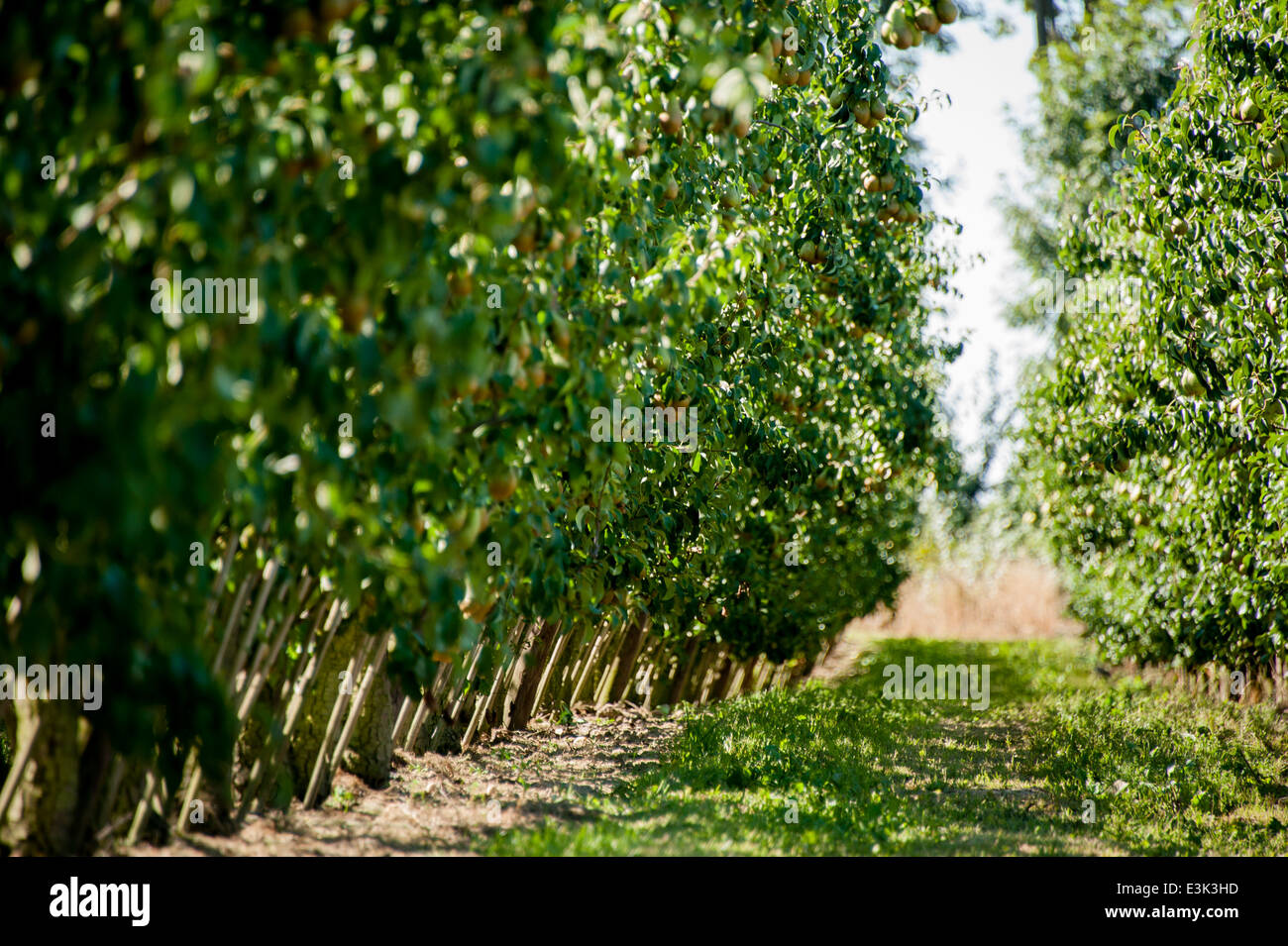 Ecological fruit farming hi-res stock photography and images - Alamy