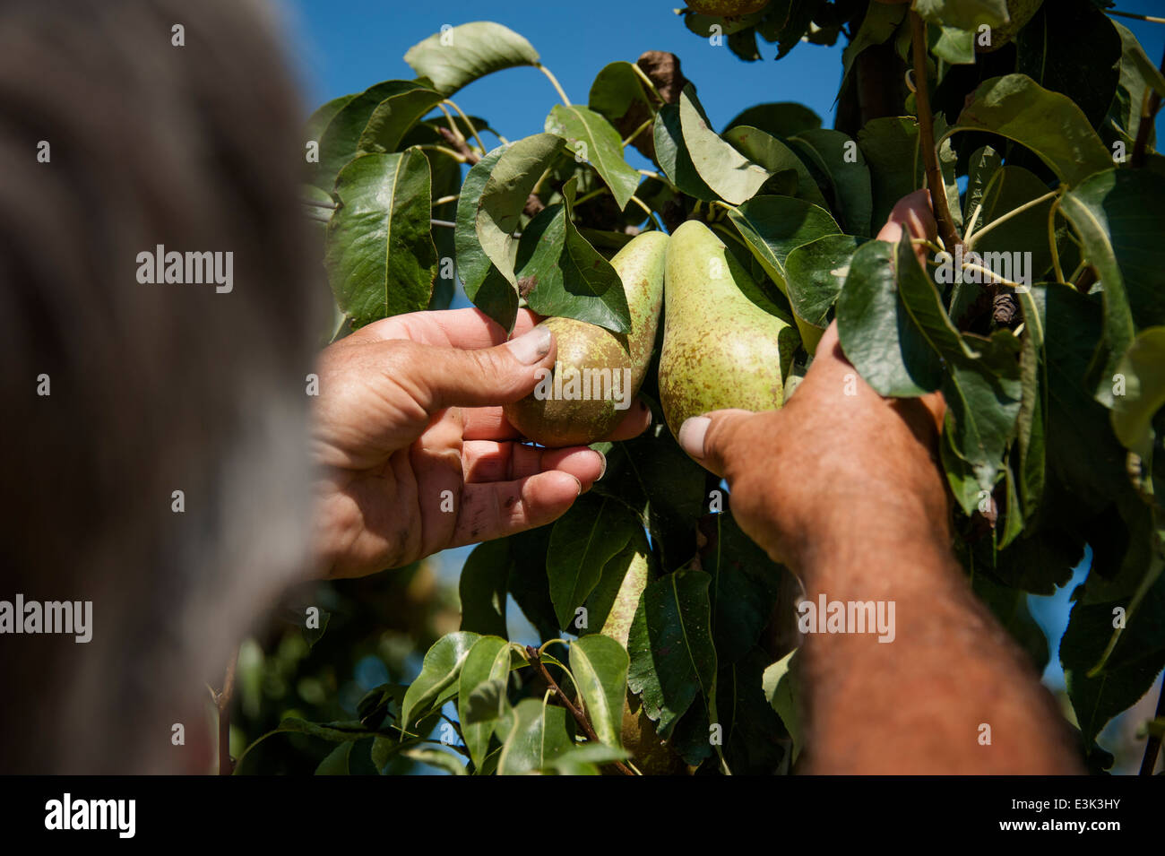 Picking your tree hi-res stock photography and images - Alamy