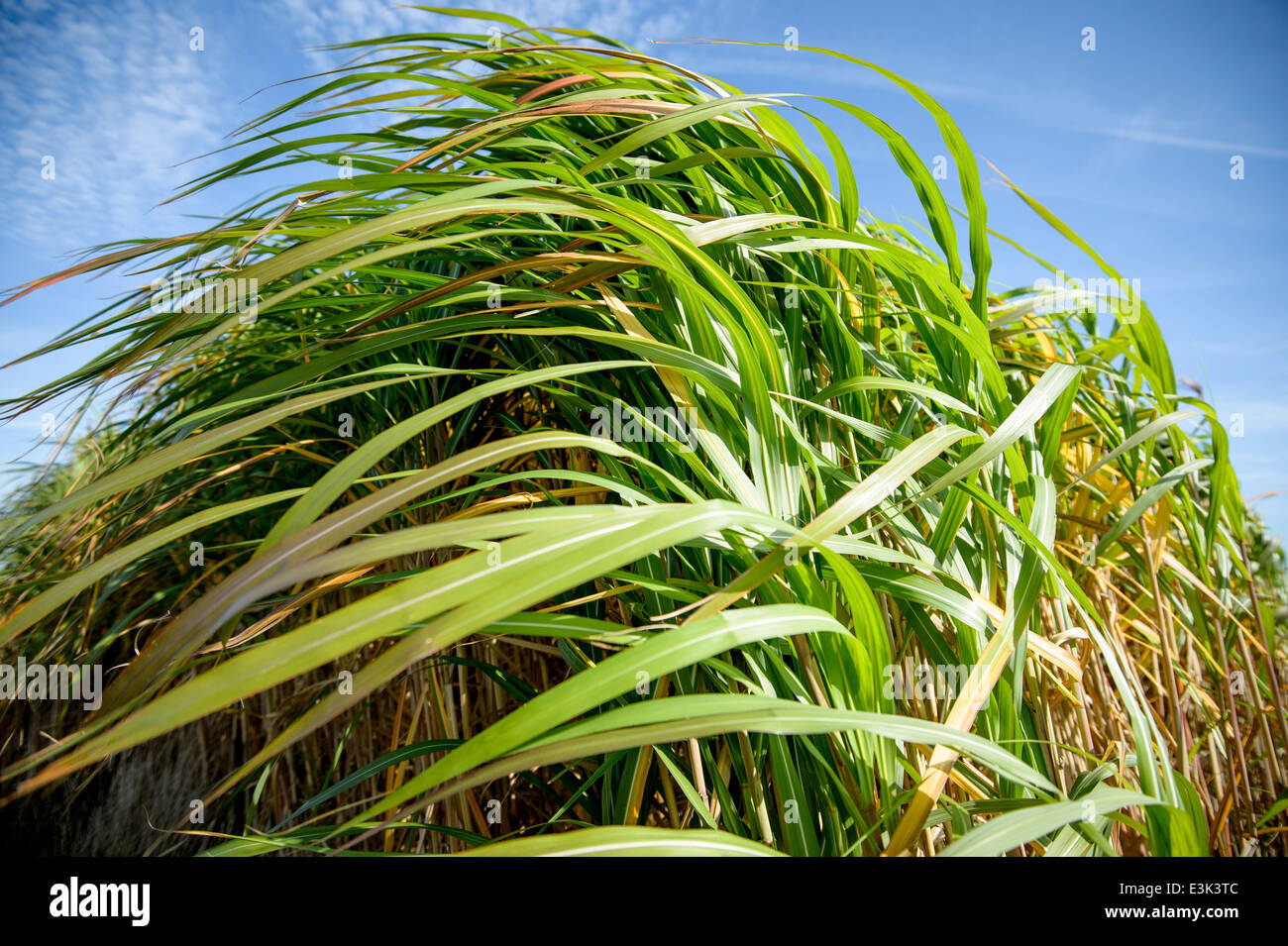 grass waving in the wind Stock Photo - Alamy