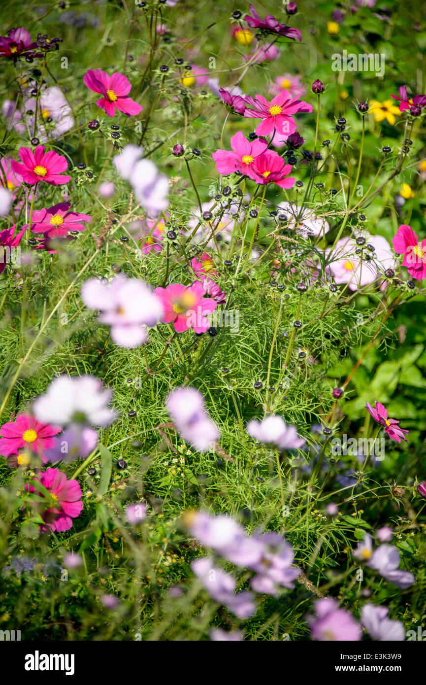 Grassland pink flowers hi-res stock photography and images - Alamy