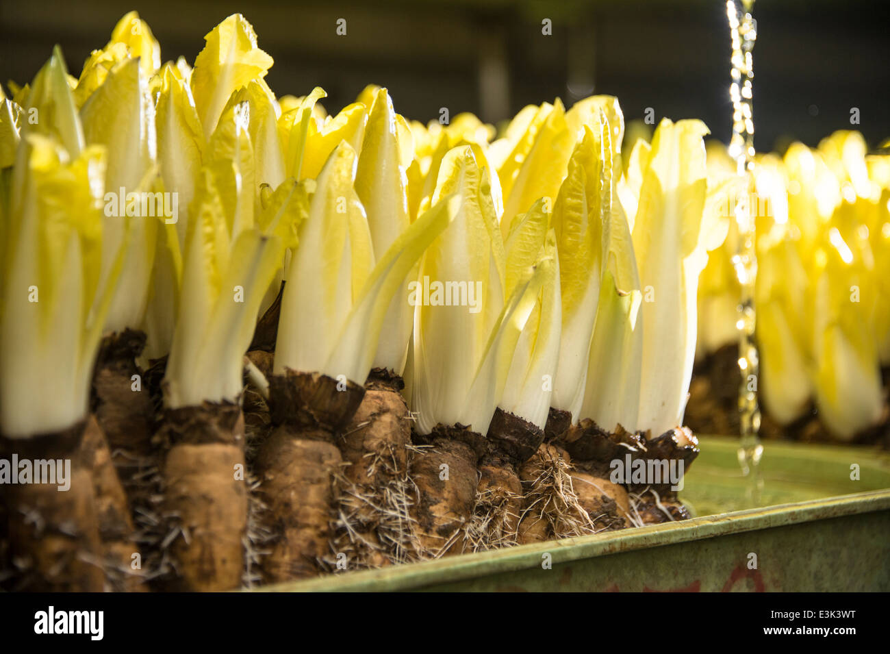 indoor cultivation of chicory Stock Photo - Alamy