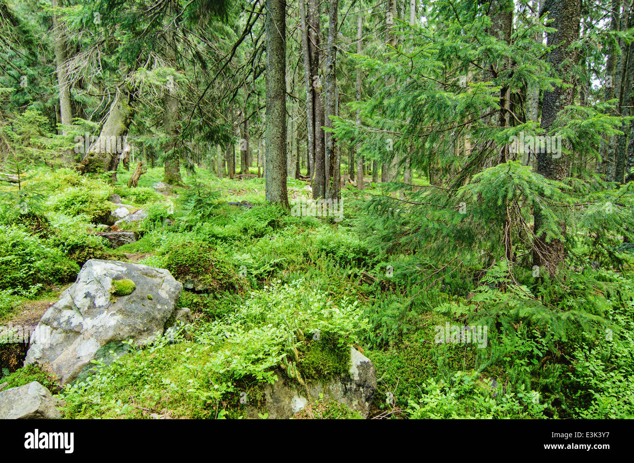 Dense green forest Stock Photo - Alamy