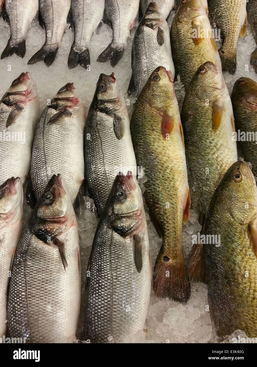 a display of Fresh fish on ice Stock Photo - Alamy