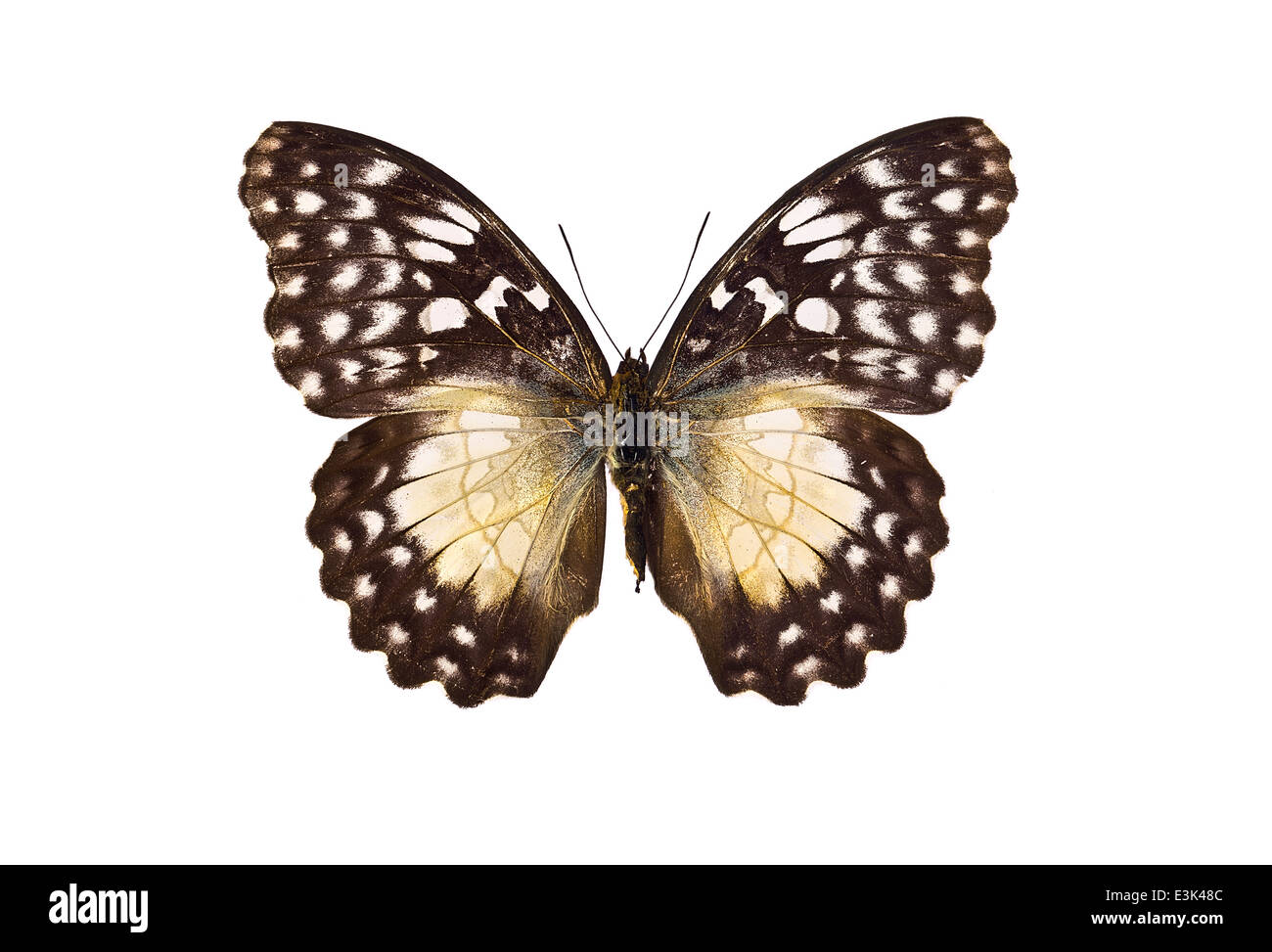 Lepidoptera; Nymphalidae; Cymothoe beckeri; HerrichSchaeffer 1858 ...