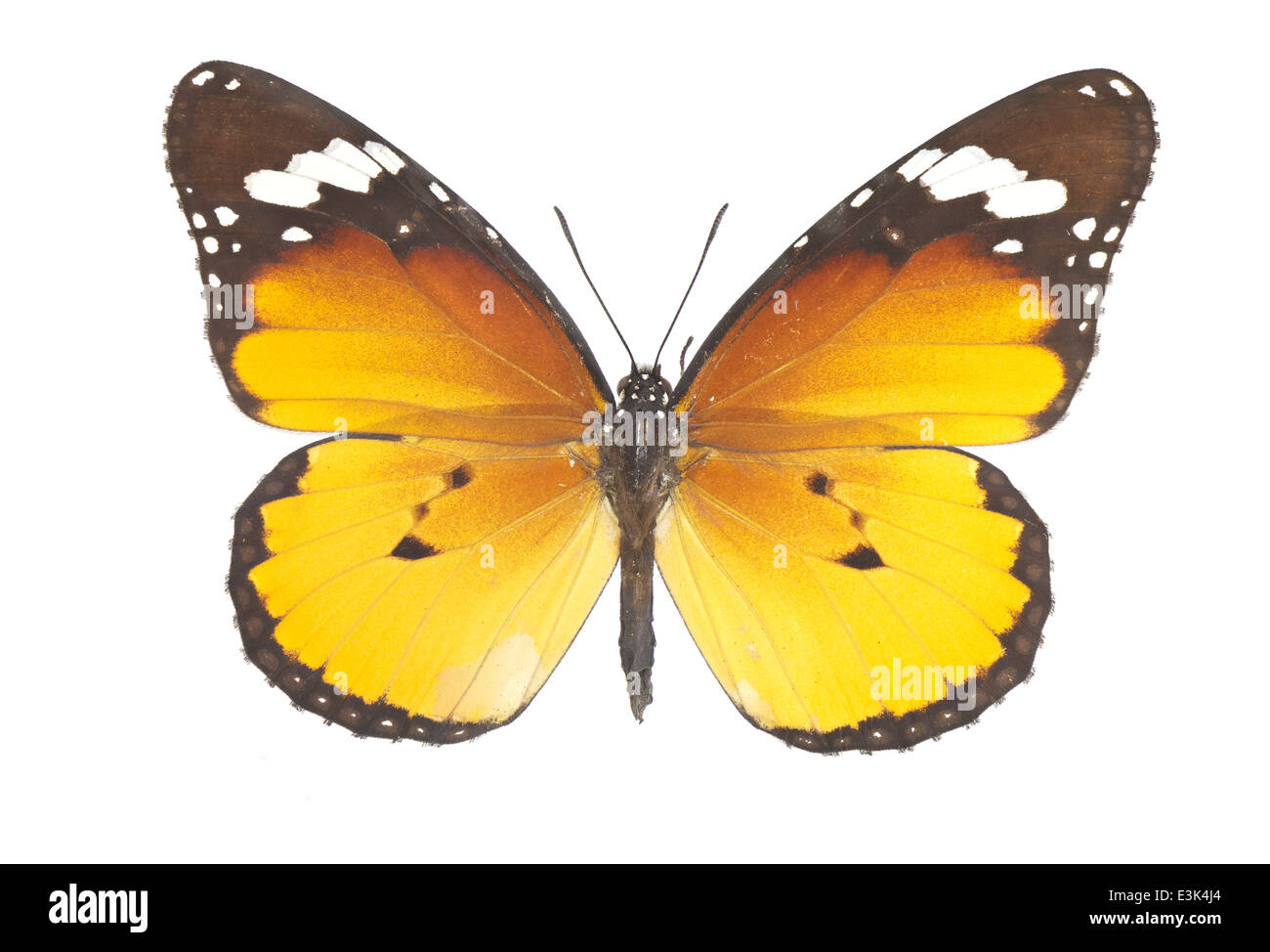 Lepidoptera; Nymphalidae; Danainae; Danaus chrysippus; Linnaeus 1758 ...