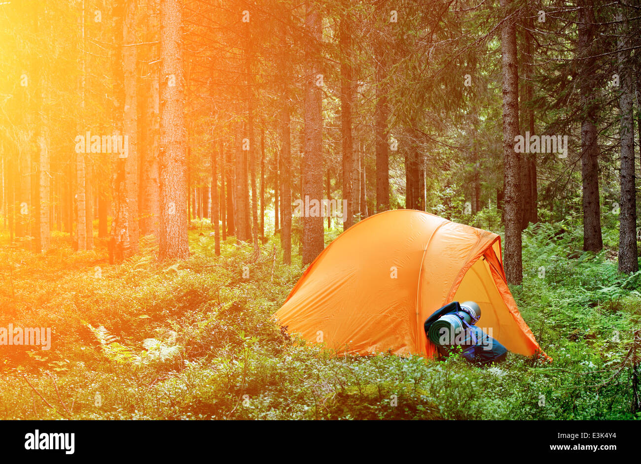 Camping in the Forest Stock Photo - Alamy