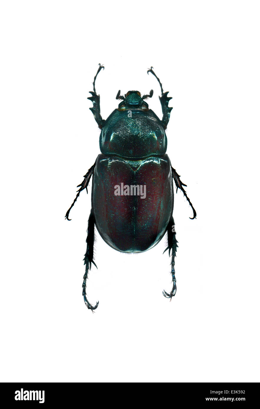 Coleoptera; Scarabaeidae; Augosoma centaurus; Fabricius 1775; Centaurus ...