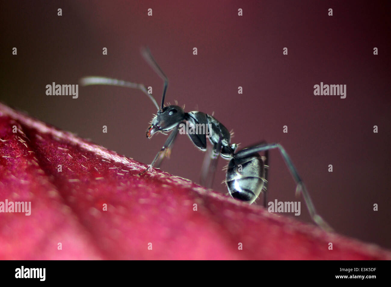 Ant exploration hi-res stock photography and images - Alamy