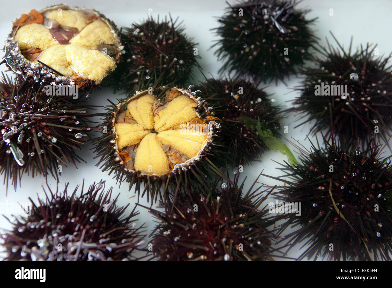Black abalone hi-res stock photography and images - Alamy