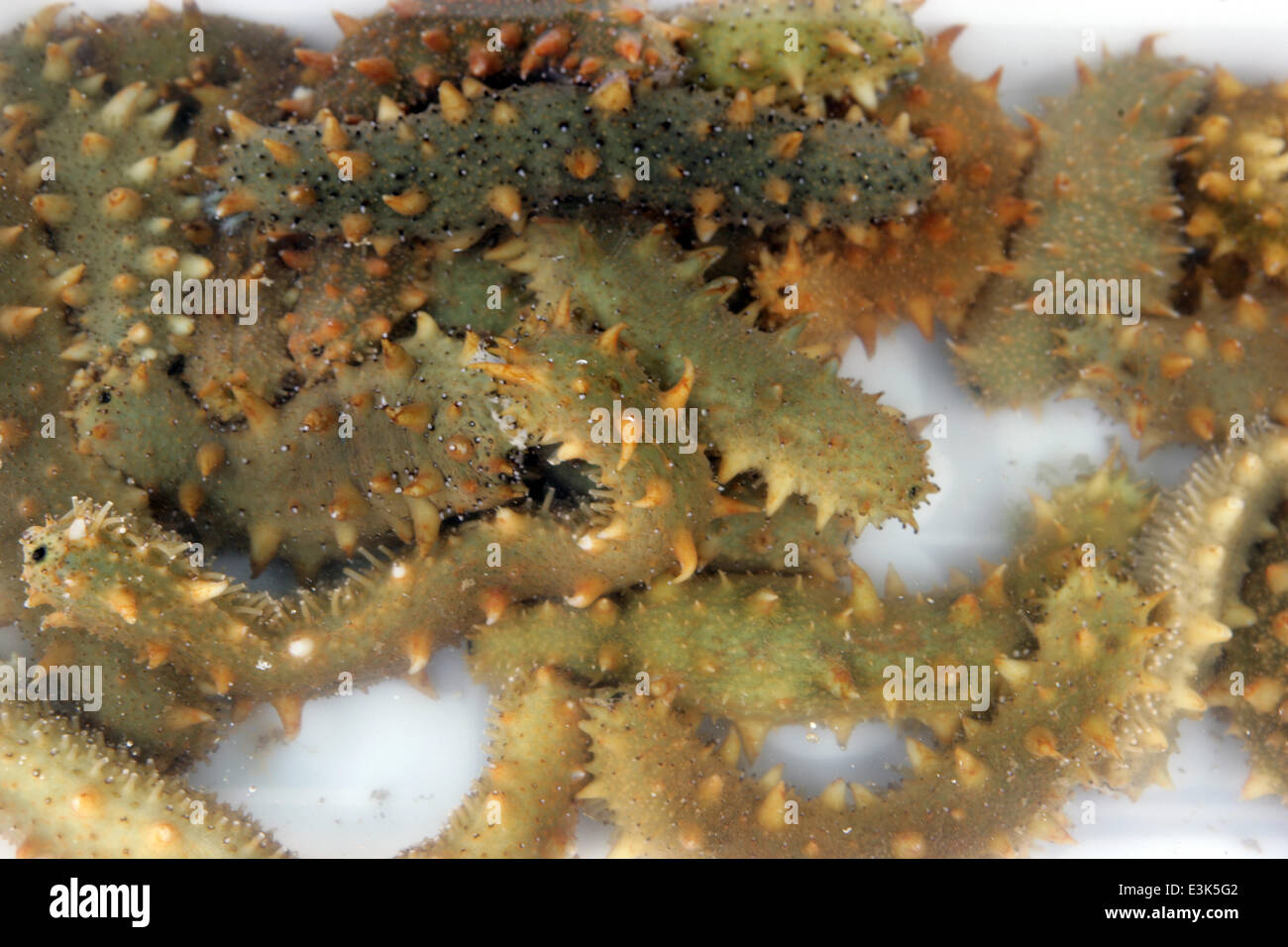 Large sea cucumber sea slug hi-res stock photography and images - Alamy
