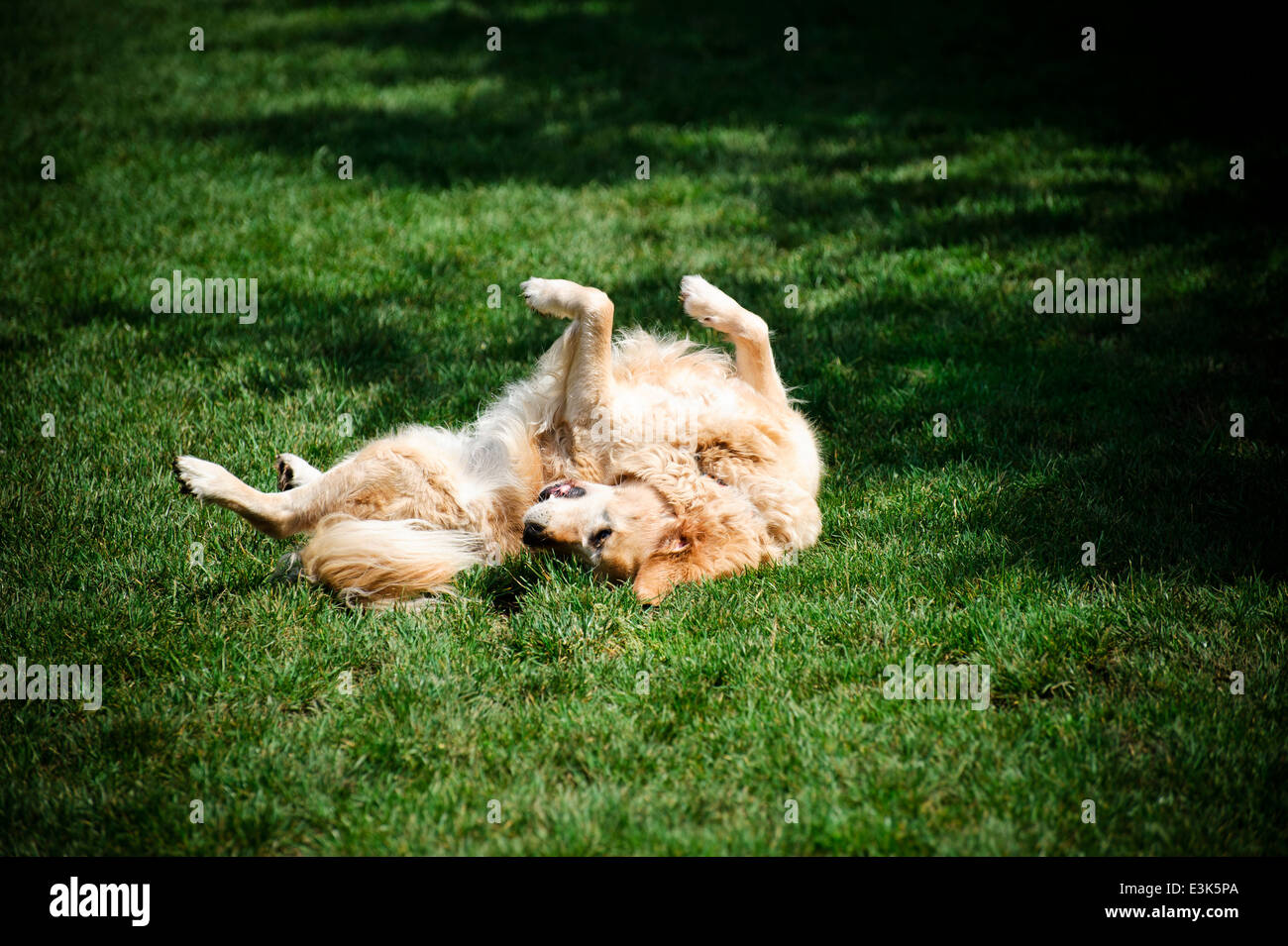 dog rolling in grass Stock Photo - Alamy