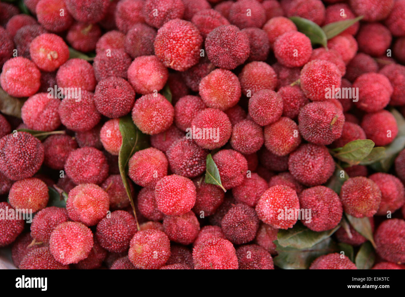 Bayberry hi-res stock photography and images - Alamy