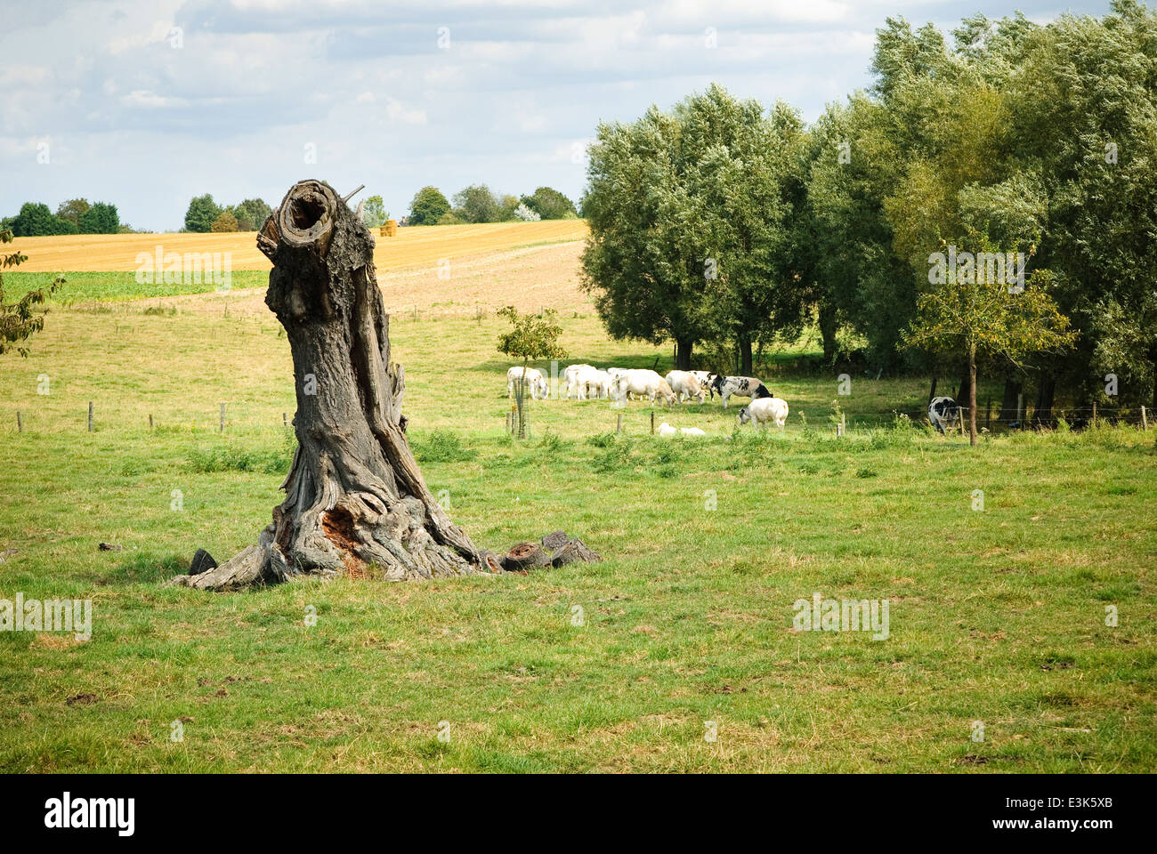 Pollard willow in spring hi-res stock photography and images - Alamy
