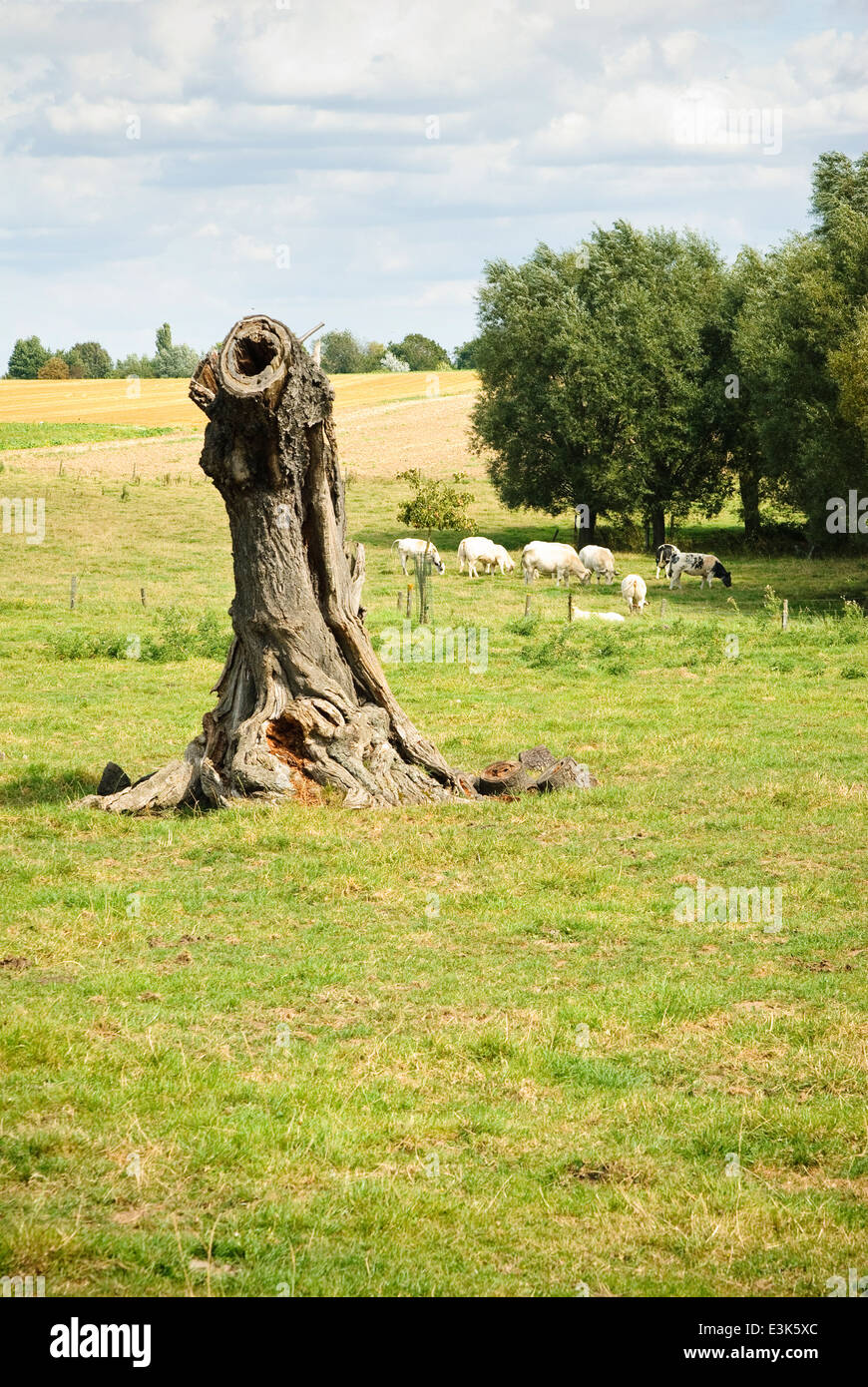 Pollard willow hi-res stock photography and images - Alamy