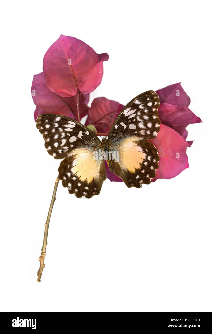 Lepidoptera; Nymphalidae; Cymothoe beckeri; HerrichSchaeffer 1858 ...