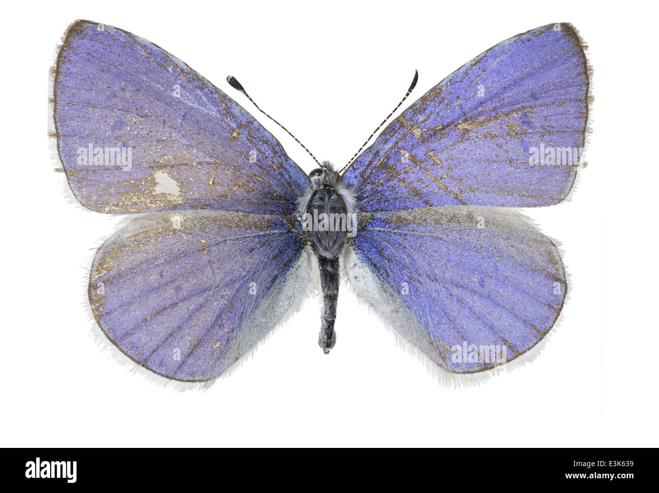 Lepidoptera; Lycaenidae; Celastrina argiolus; Linnaeus 1758; Holly Blue ...