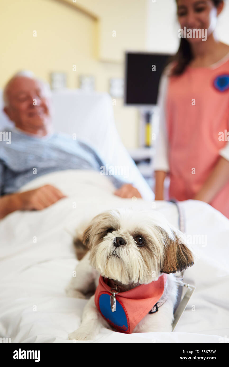 Pet Therapy Dog Visiting Senior Male Patient In Hospital Stock Photo ...