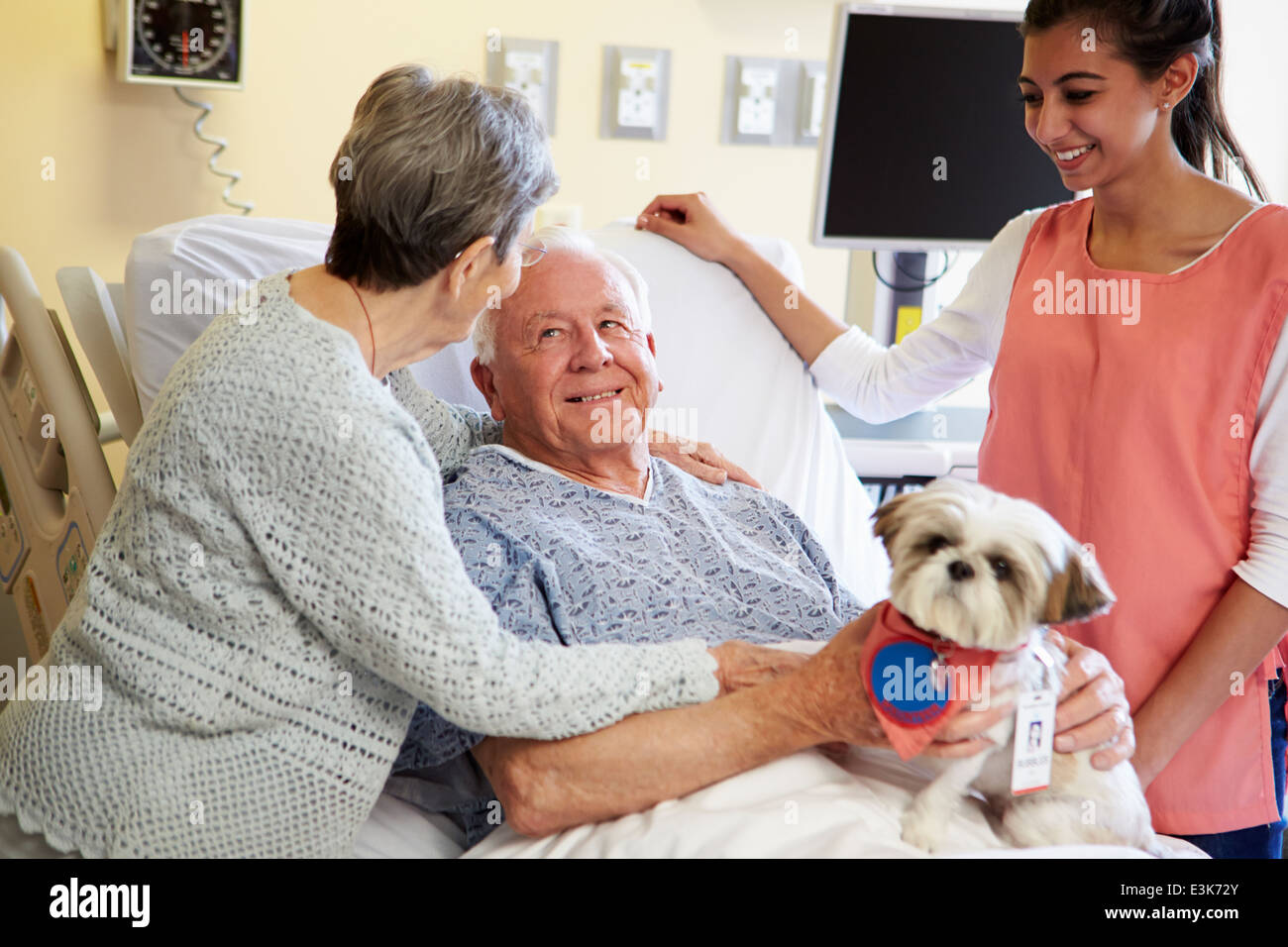 Pet Therapy Dog Visiting Senior Male Patient In Hospital Stock Photo ...