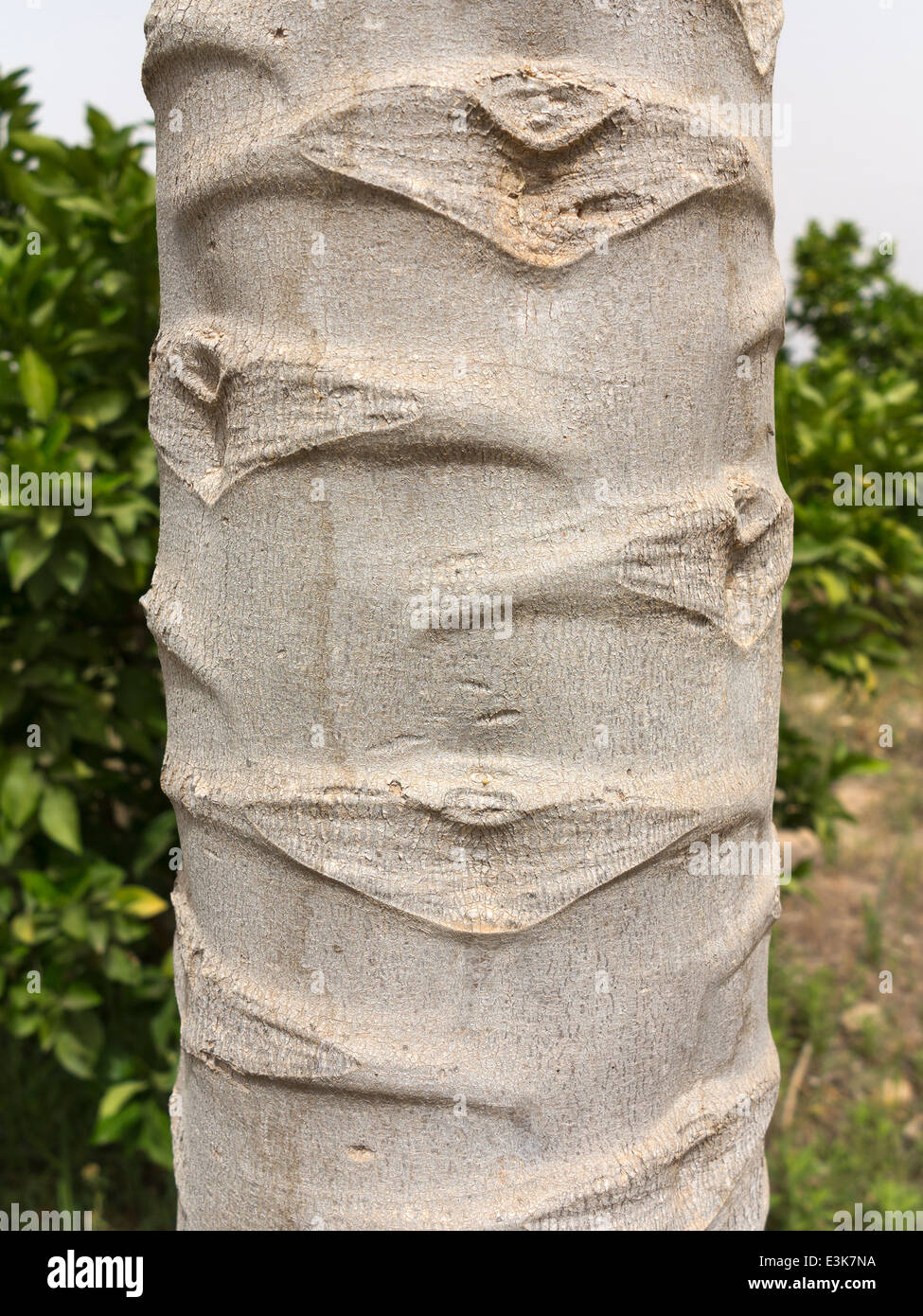 Pawpaw tree hi-res stock photography and images - Alamy