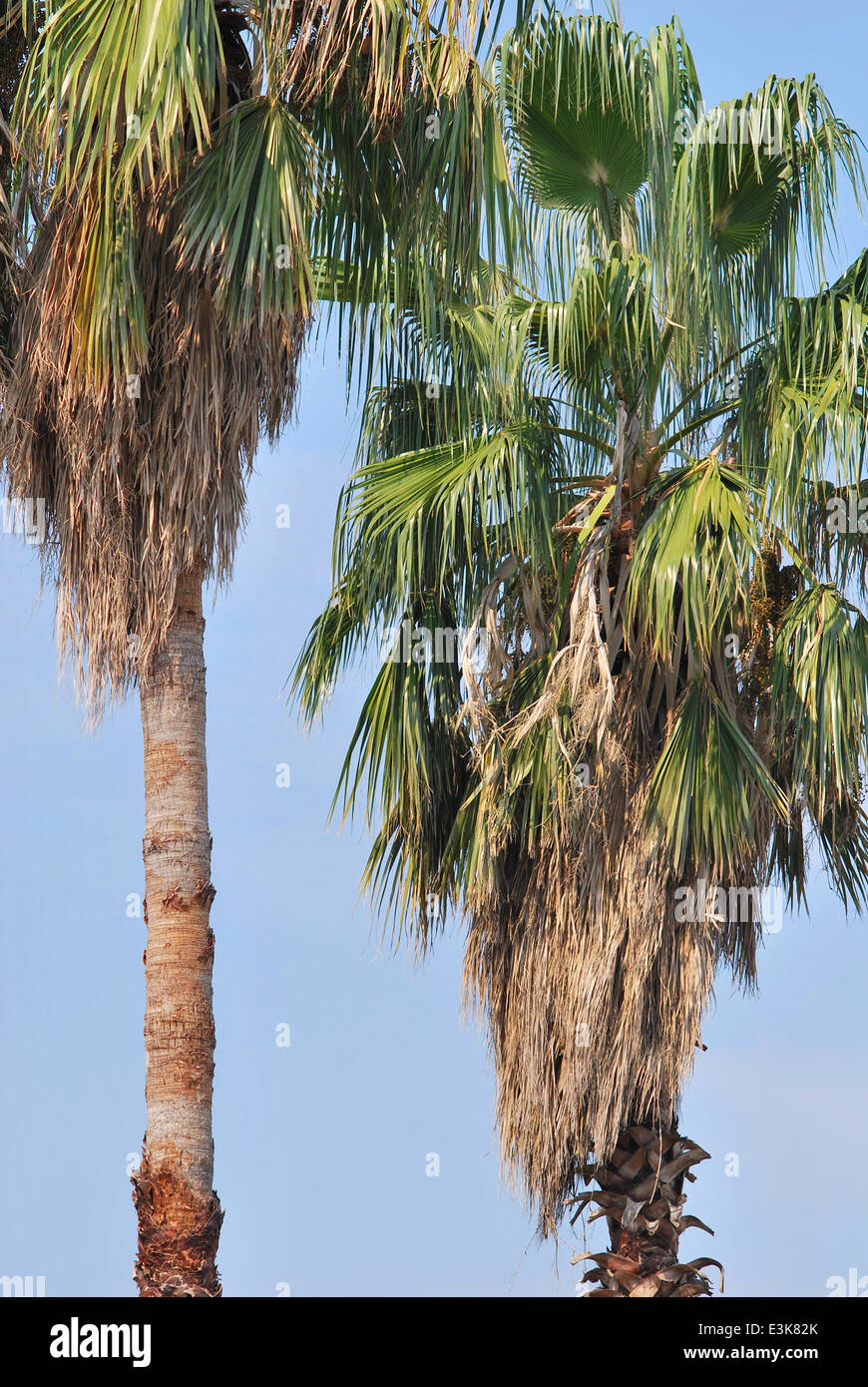 Mediterranean palms hi-res stock photography and images - Alamy