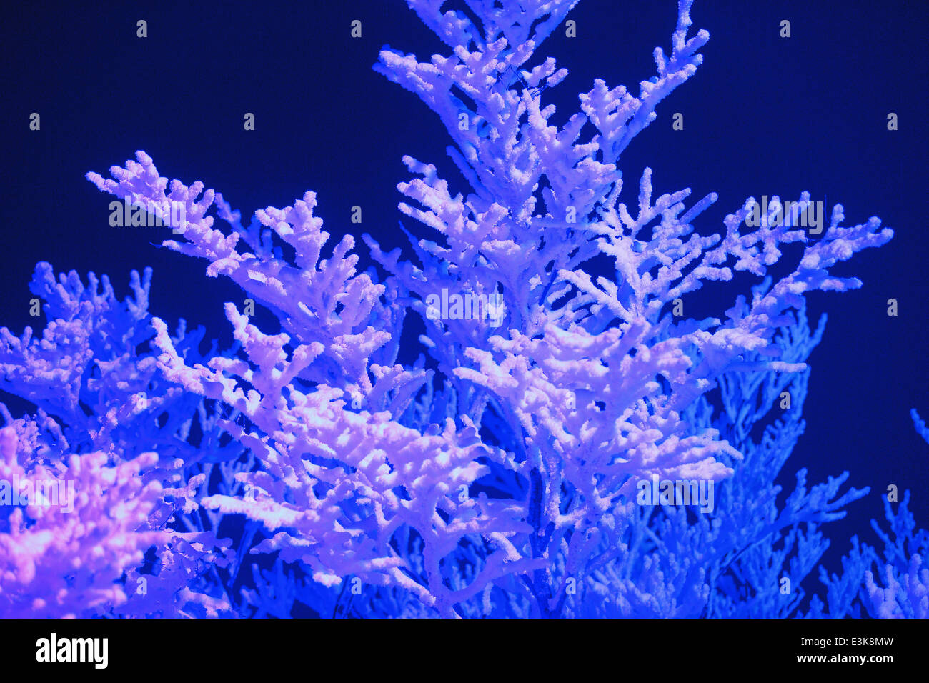 Rimed snow hi-res stock photography and images - Alamy