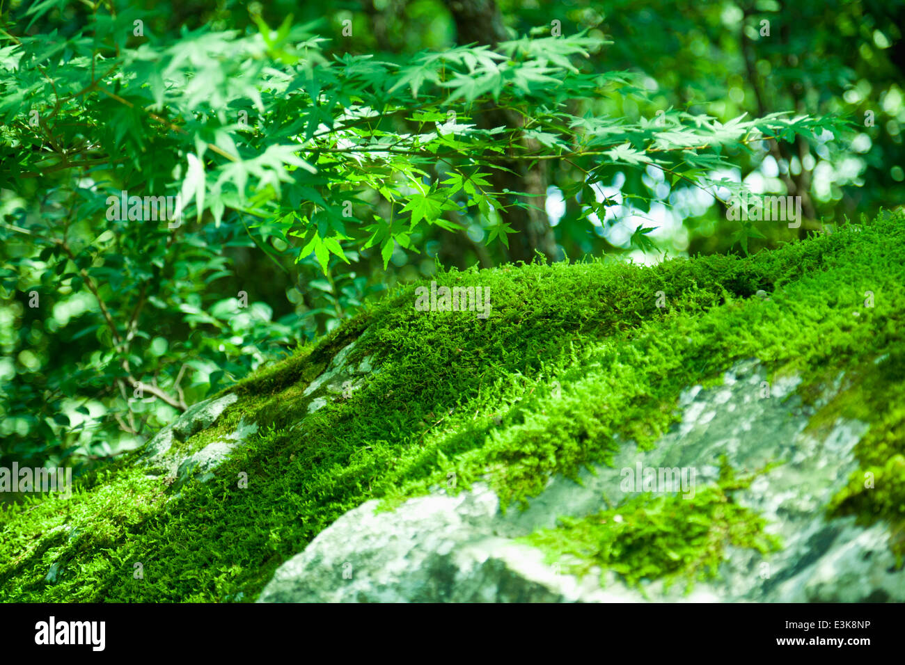Vivid greenery hi-res stock photography and images - Alamy