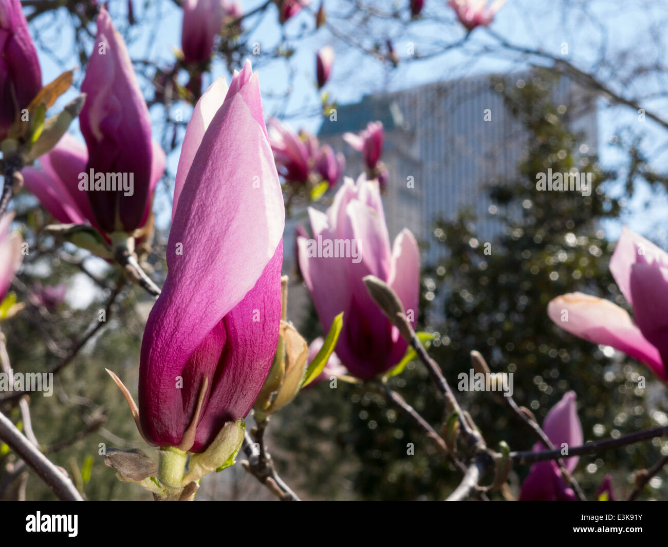 Vibrant magnolia blooms hi-res stock photography and images - Alamy