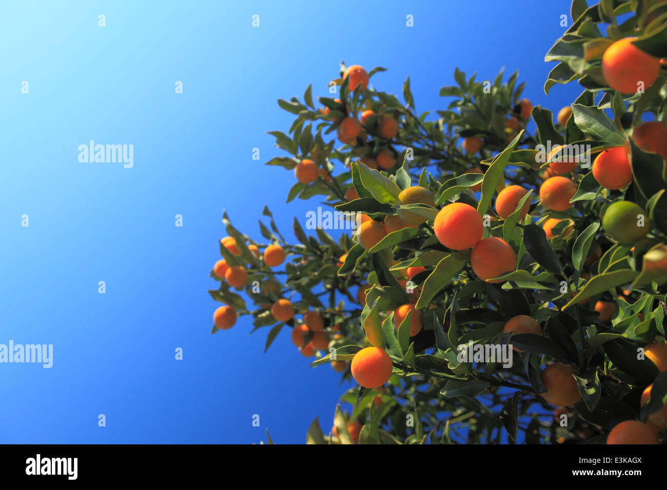 Cumquat tree hi-res stock photography and images - Alamy