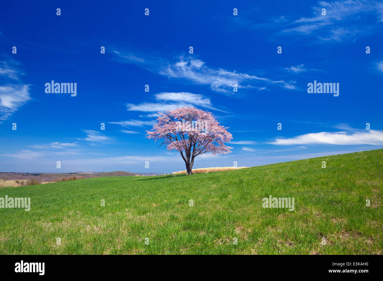 North japanese hill cherry hi-res stock photography and images - Alamy