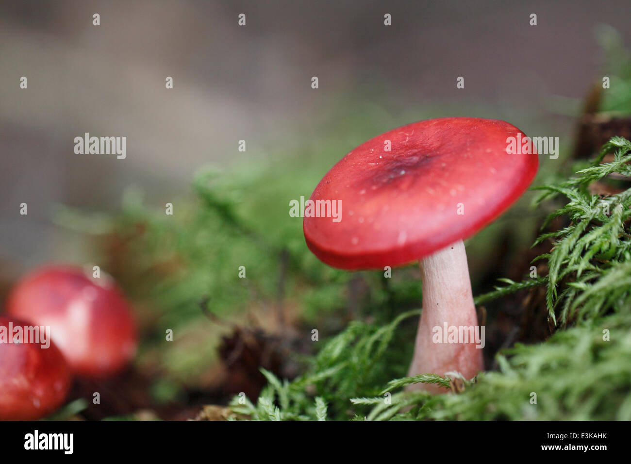 Cute toadstool hi-res stock photography and images - Alamy