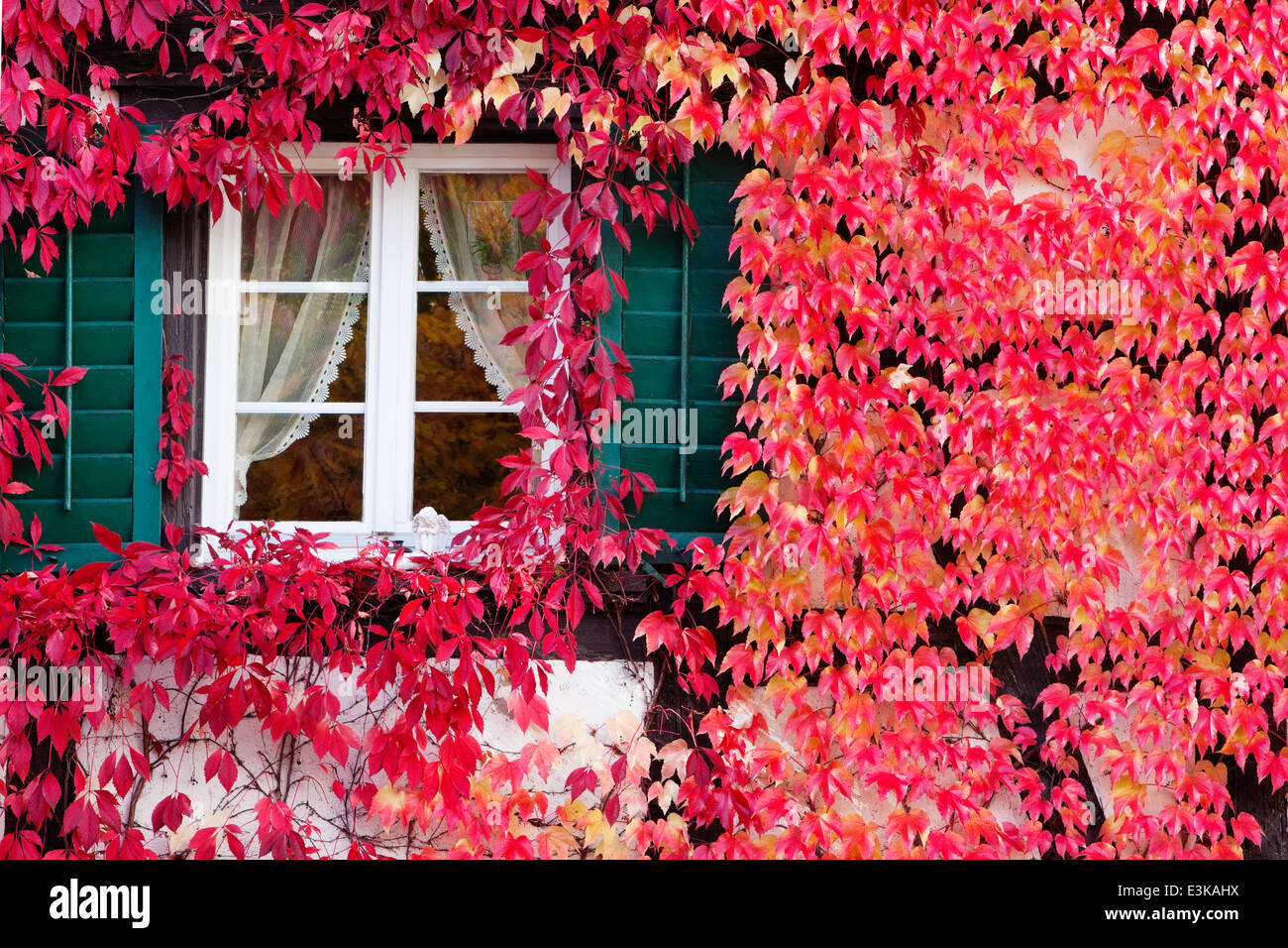 Red leaves and window Stock Photo - Alamy