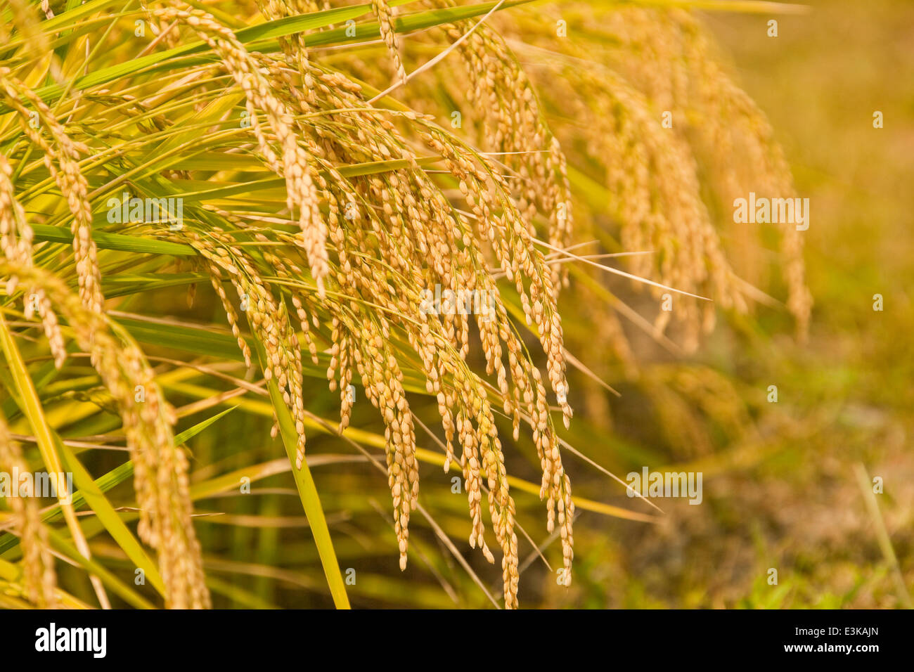 Japan niigata rice hi-res stock photography and images - Alamy