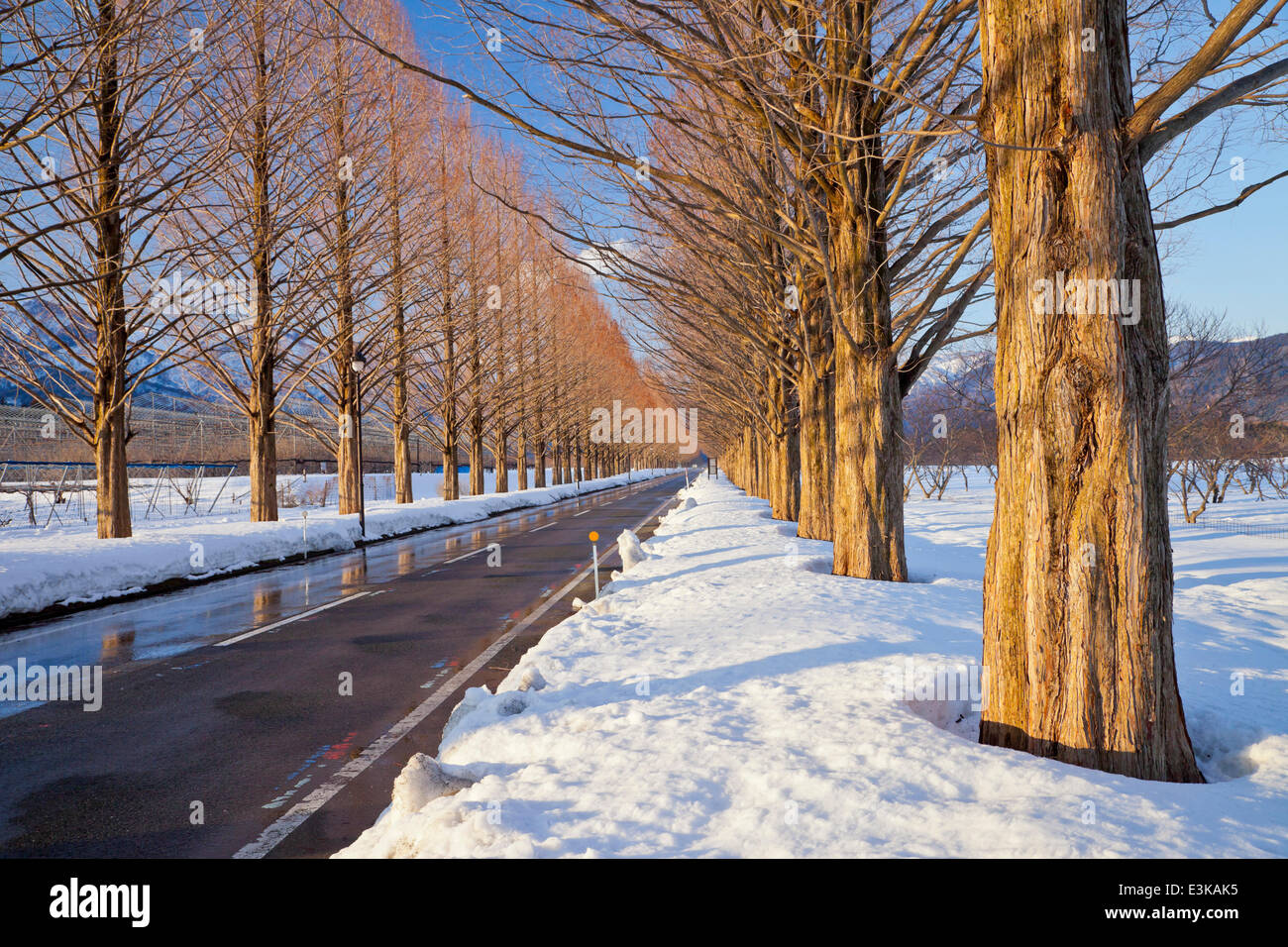 Shiga metasequoia hi-res stock photography and images - Alamy