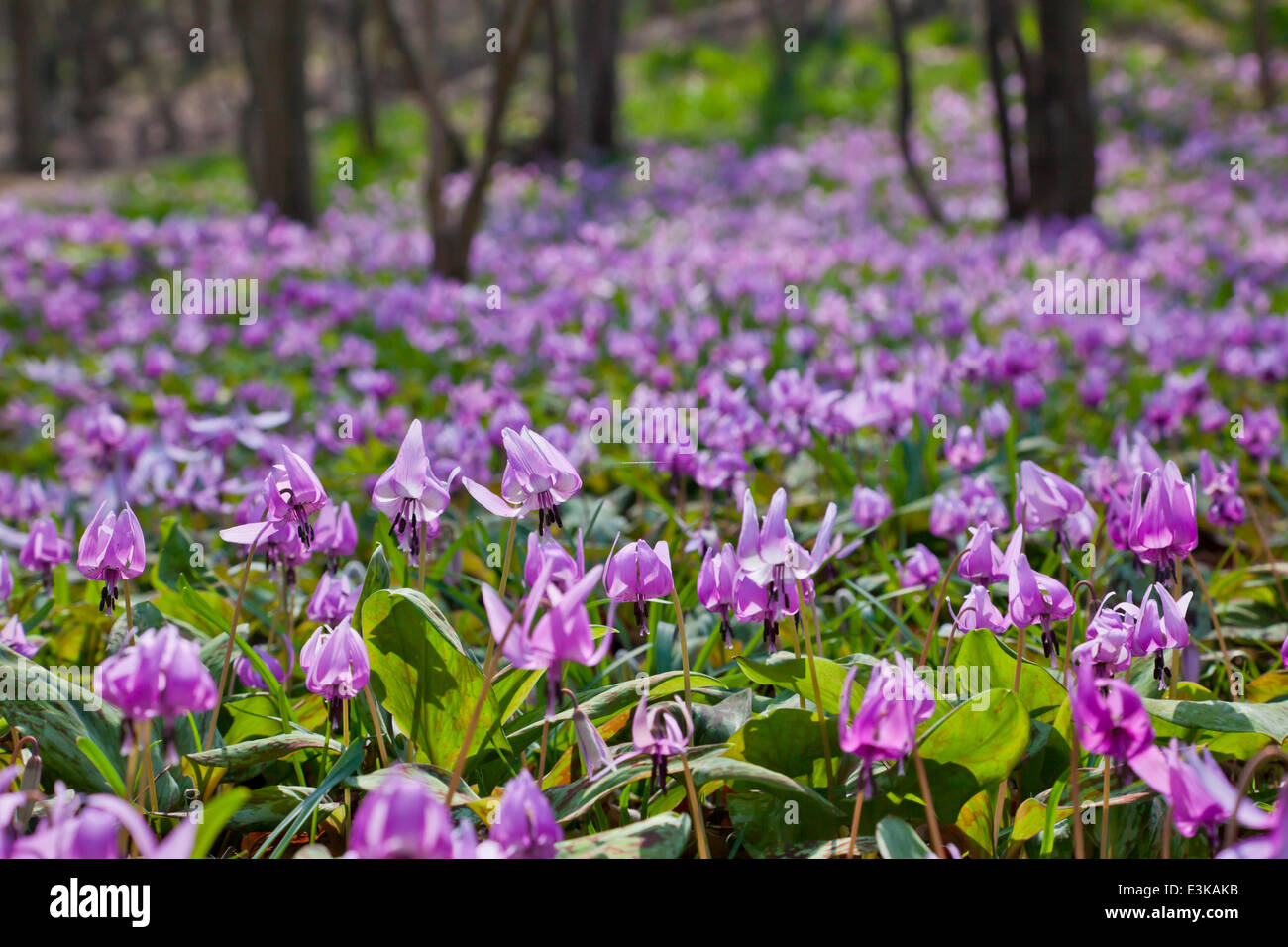 Katakuri High Resolution Stock Photography and Images - Alamy