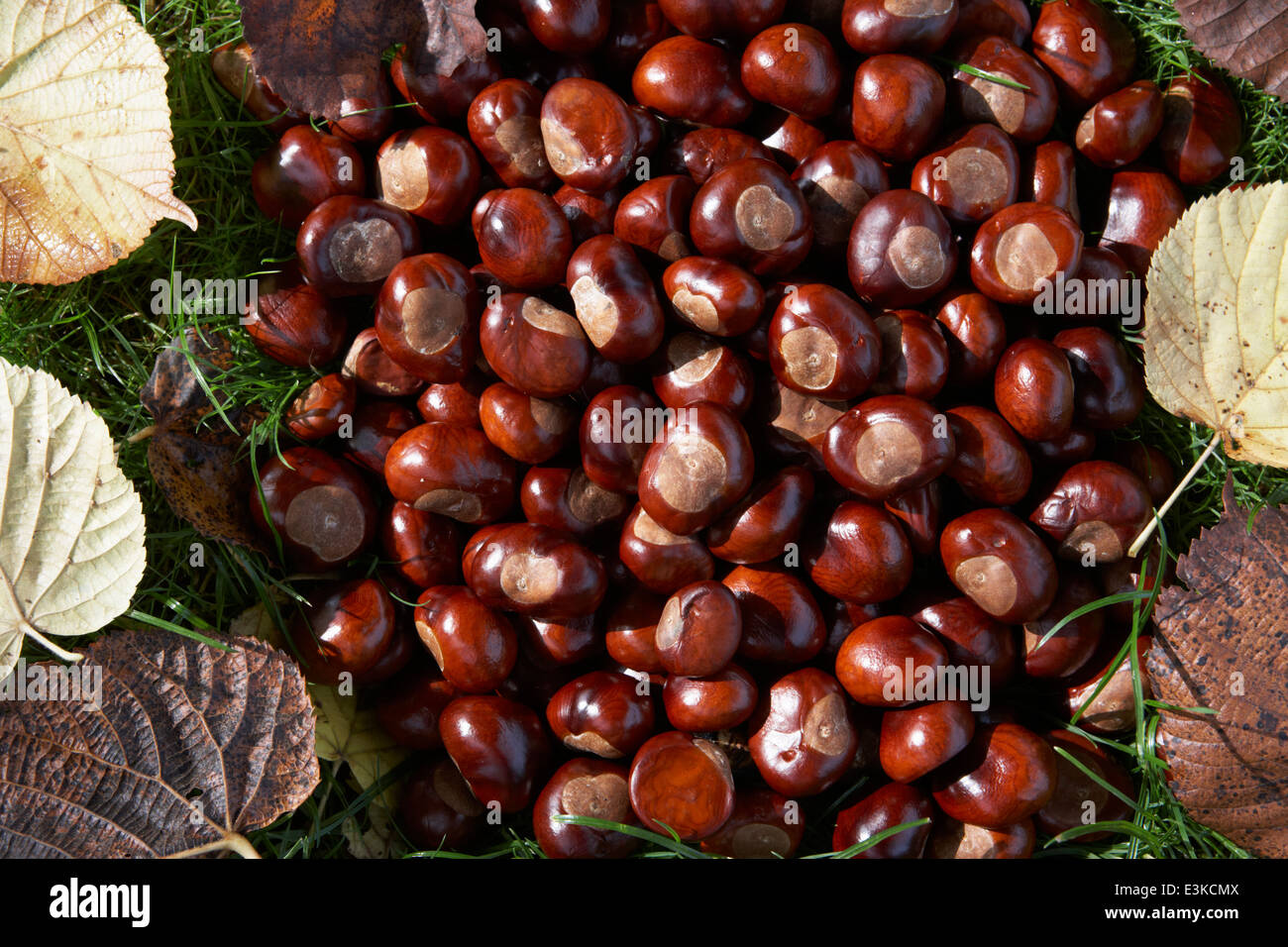 Conkers hi-res stock photography and images - Alamy