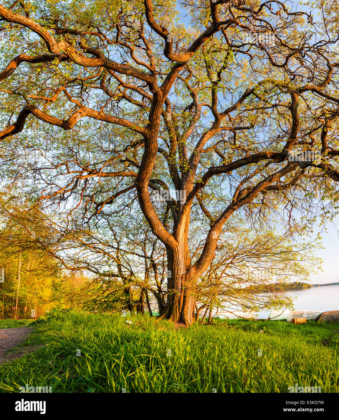 Big tree and curly branches Stock Photo - Alamy