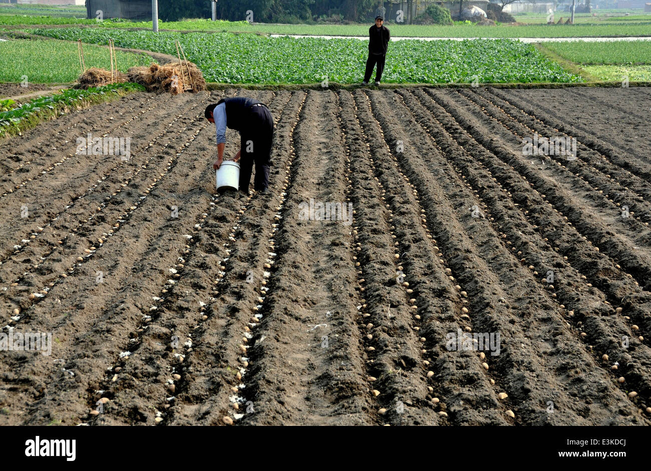 Potatoes harvest china hi-res stock photography and images - Alamy