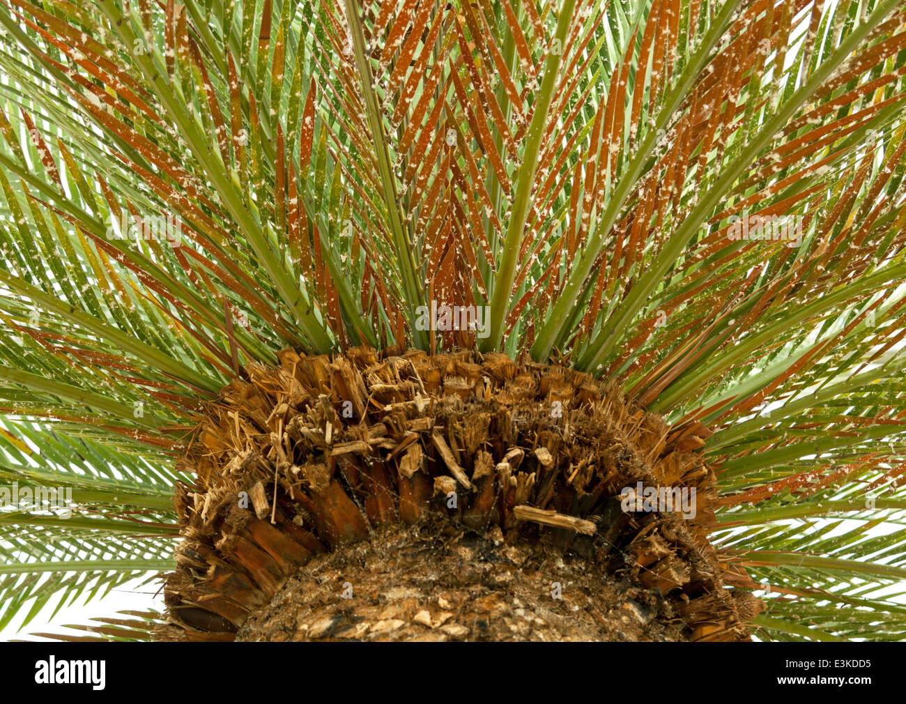 Cycadales hi-res stock photography and images - Alamy