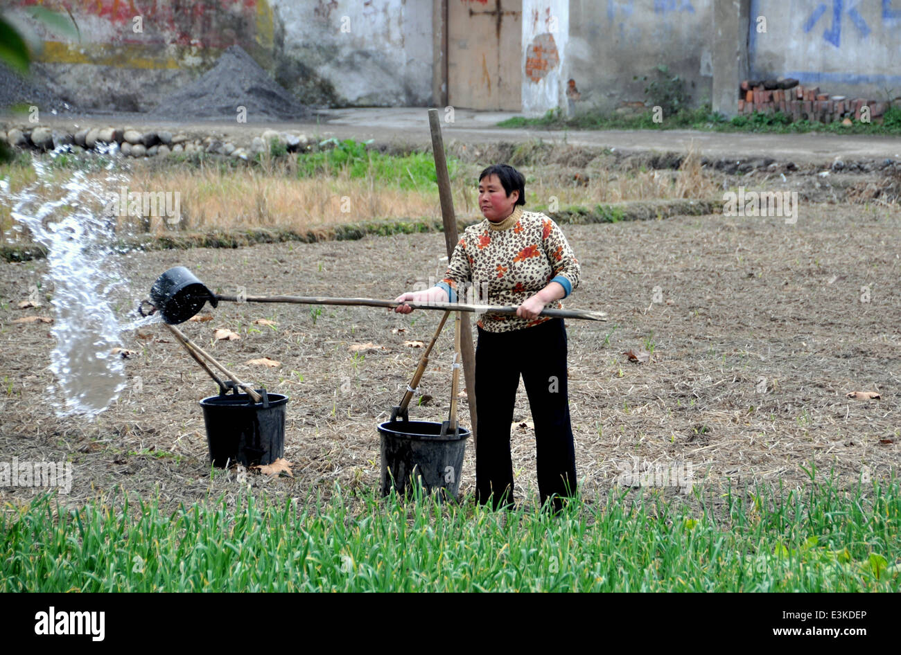 PENGZHOU, CHINA: Woman watering a field of garlic plants on her Sichuan ...