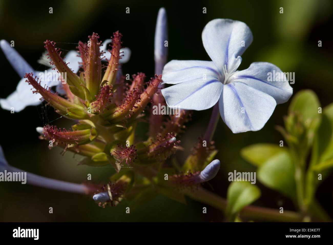 Plumbago capensis or Plumbago auriculata Stock Photo - Alamy
