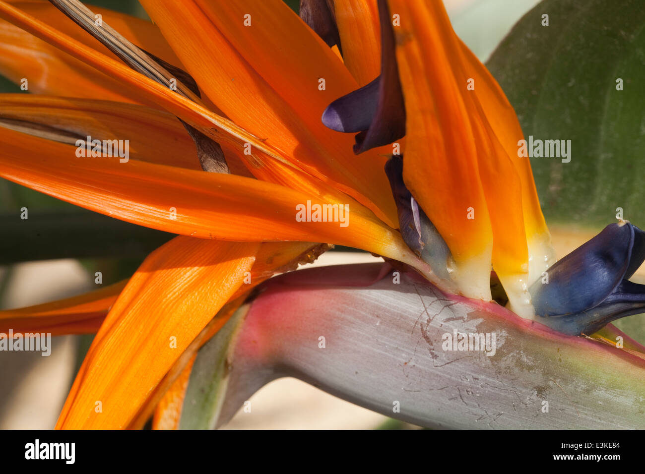 Strelitzia reginae inflorescence hi-res stock photography and images ...