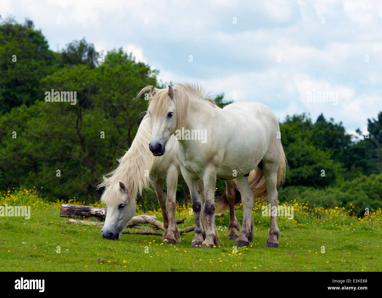 Two Highland ponies. Falls of Clyde Nature Reserve, Bonnington ...