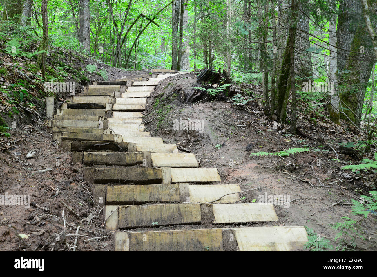 Stairs step and bush hi-res stock photography and images - Alamy
