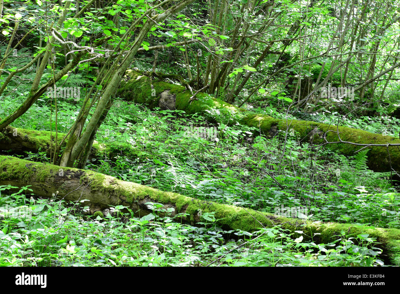 Old mossy logs in the forest. Sigulda, nature Stock Photo - Alamy