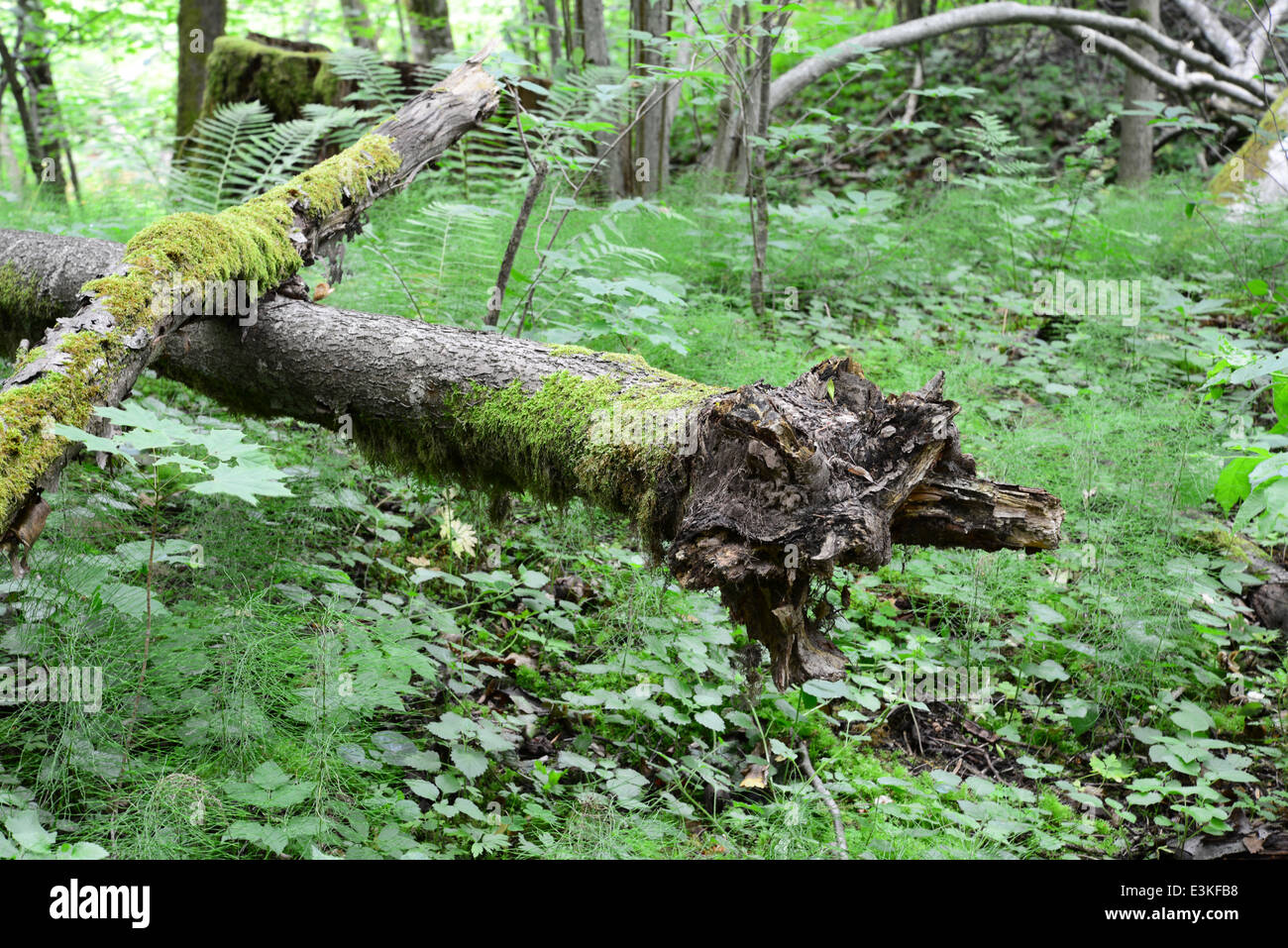 Old mossy logs in forest hi-res stock photography and images - Alamy
