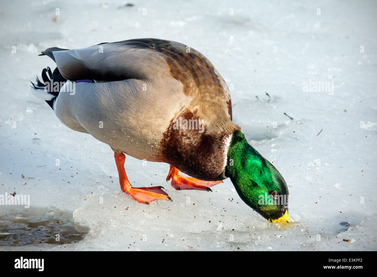 Mallard duck on the ice Stock Photo - Alamy