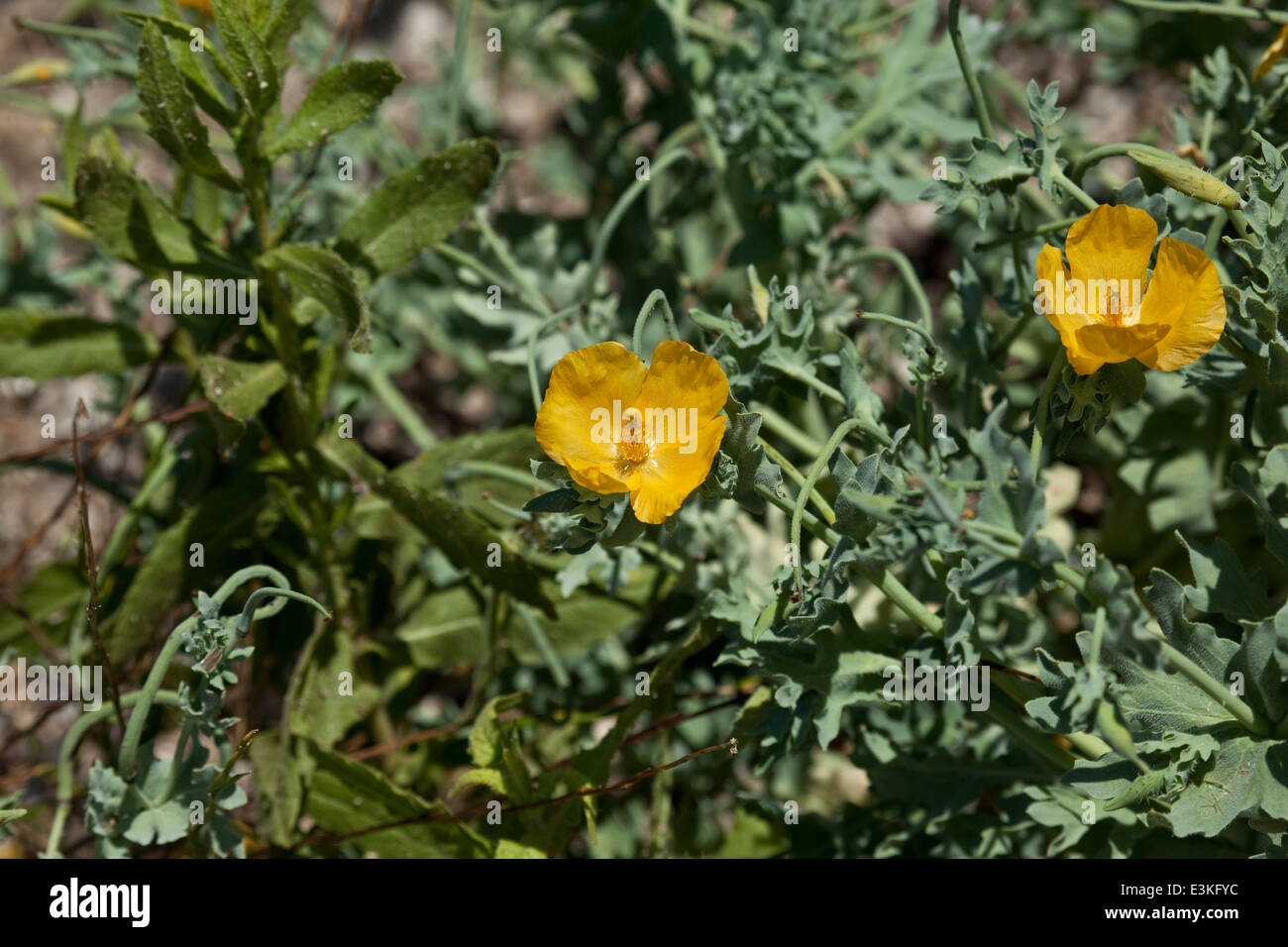 Glaucine hi-res stock photography and images - Alamy