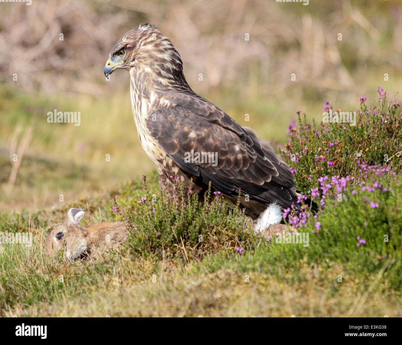 Common Buzzard with rabbit Stock Photo - Alamy