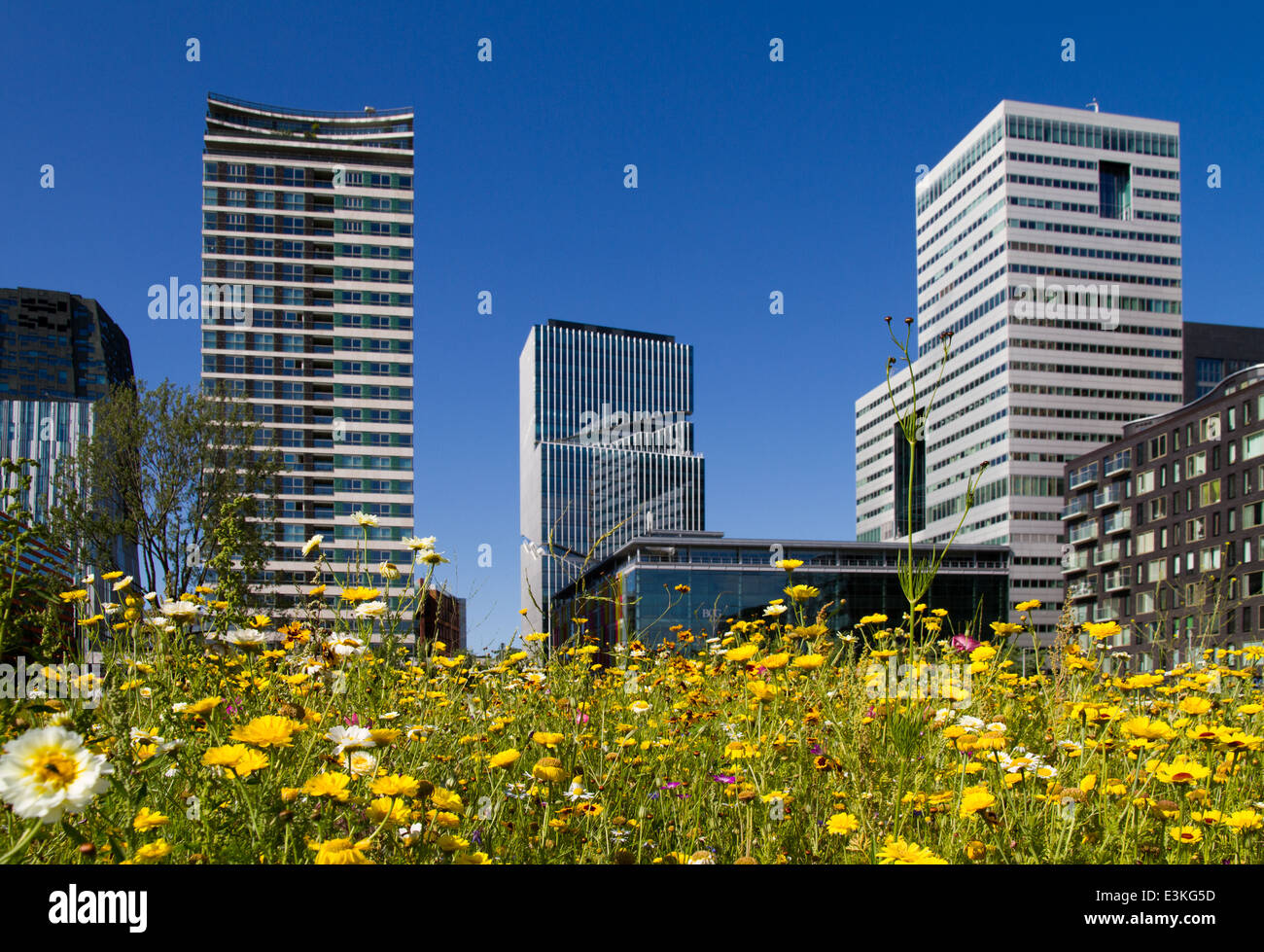 Field of wildflowers Zuidas [Southern Axis] Financial district in ...